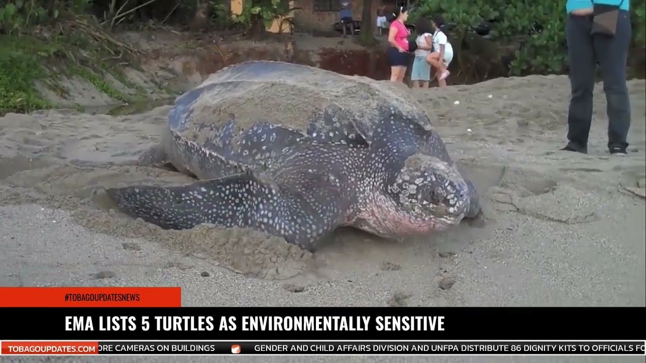 EMA Lists 5 Turtles as Environmentally Sensitive - Tobago Updates