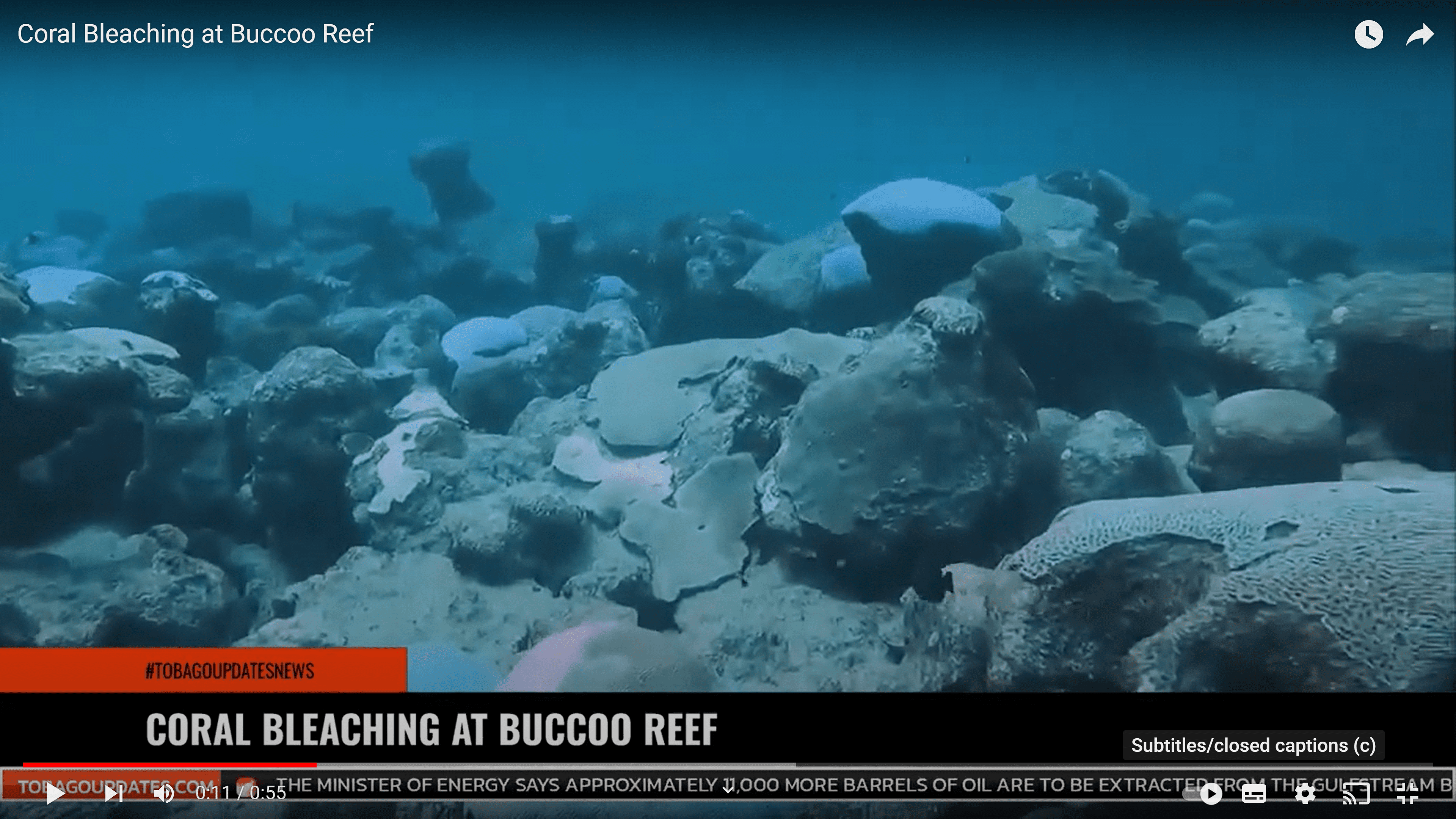 Coral bleaching at Buccoo Reef | Tobago Updates