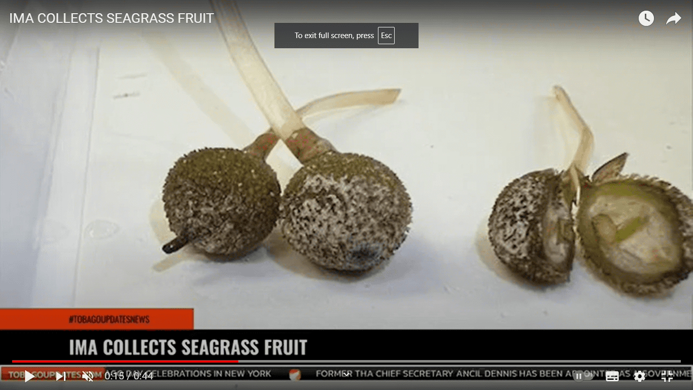 IMA collects Seagrass Fruit! - Tobago Updates